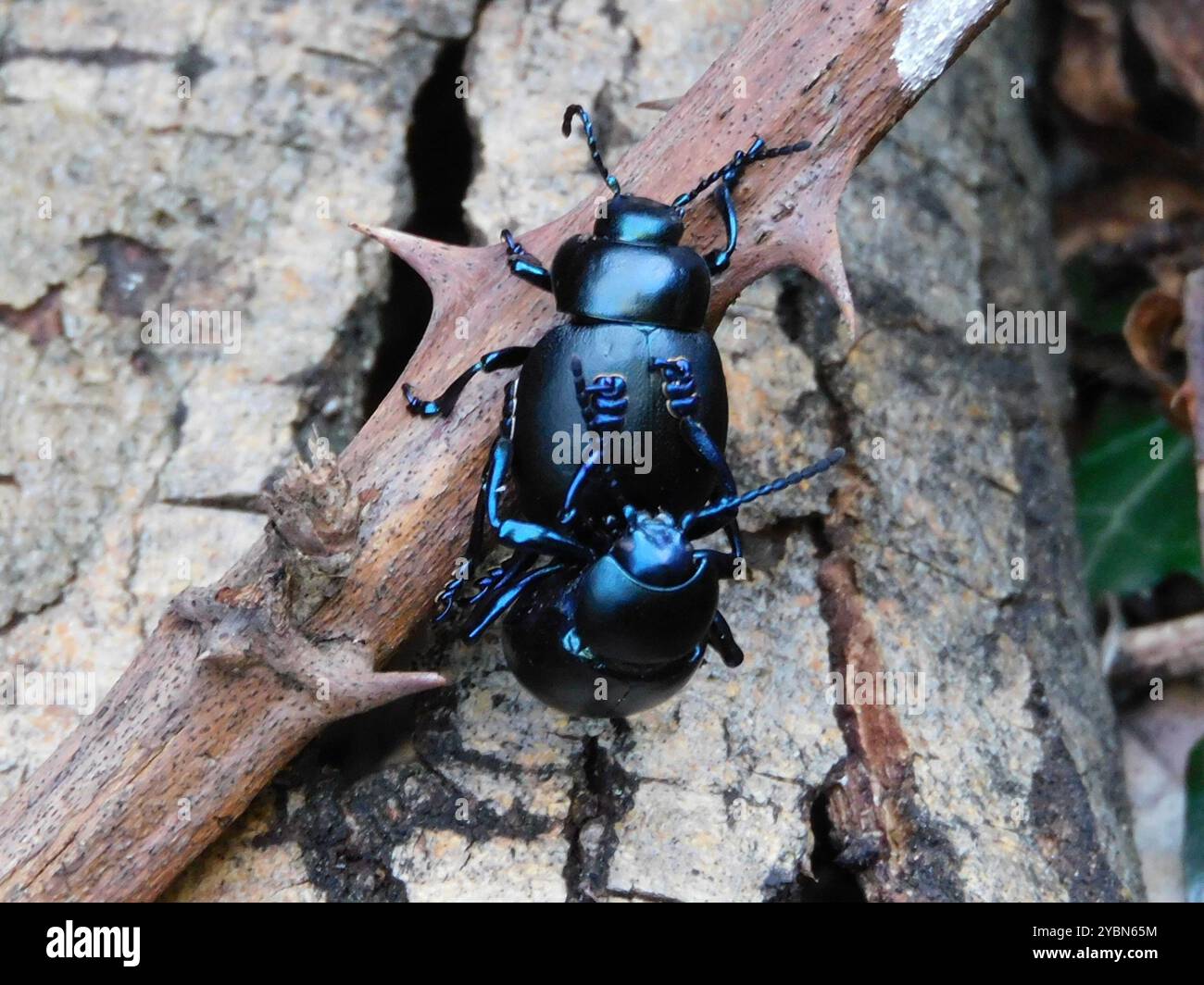Bloody-nosed Beetle (Timarcha tenebricosa) Insecta Stock Photo - Alamy