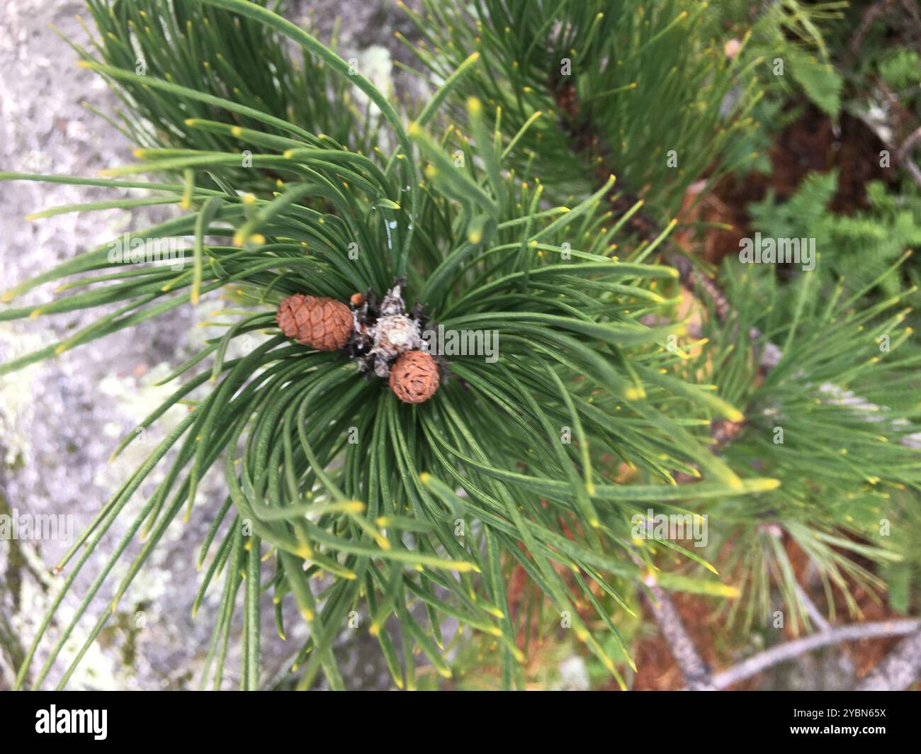 Shore Pine (Pinus contorta contorta) Plantae Stock Photo - Alamy