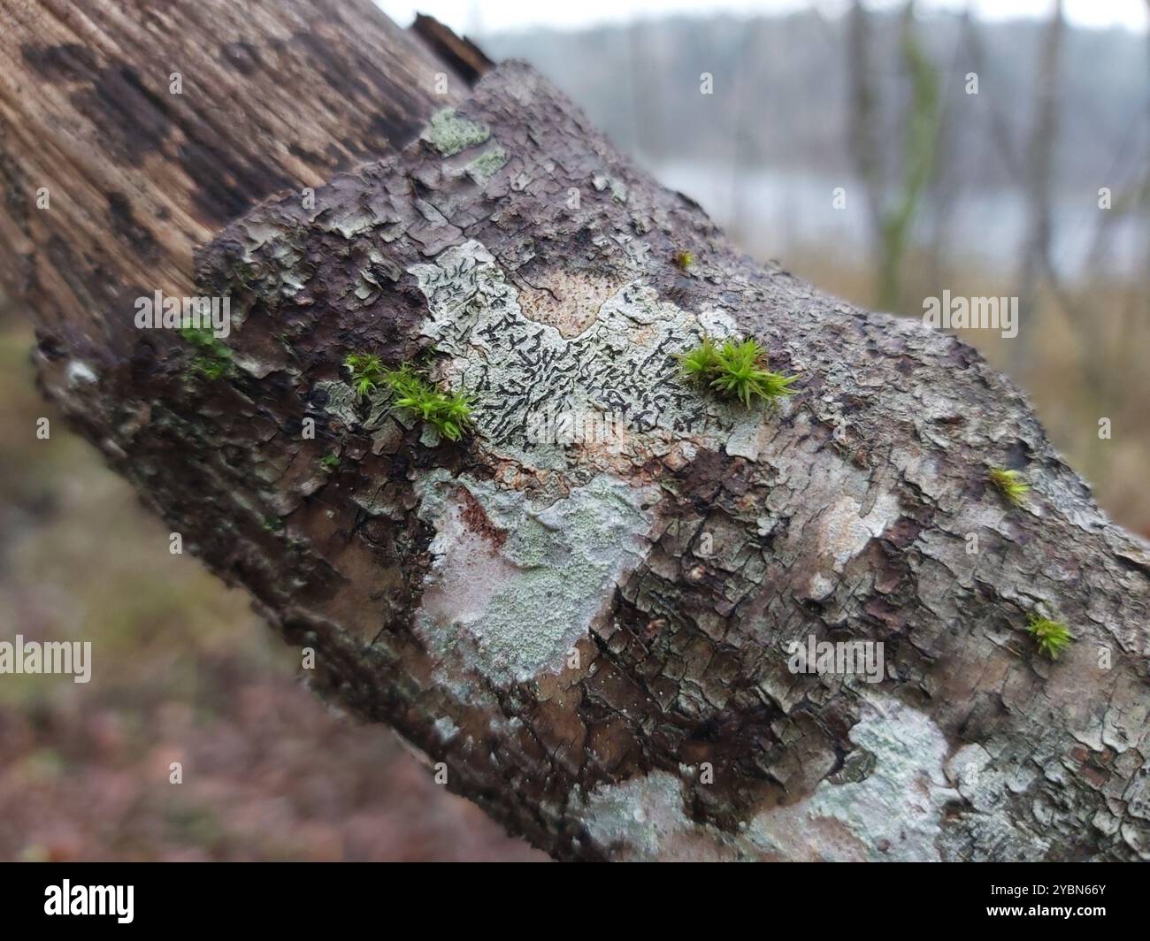 Common Script Lichen (Graphis scripta) Fungi Stock Photo - Alamy
