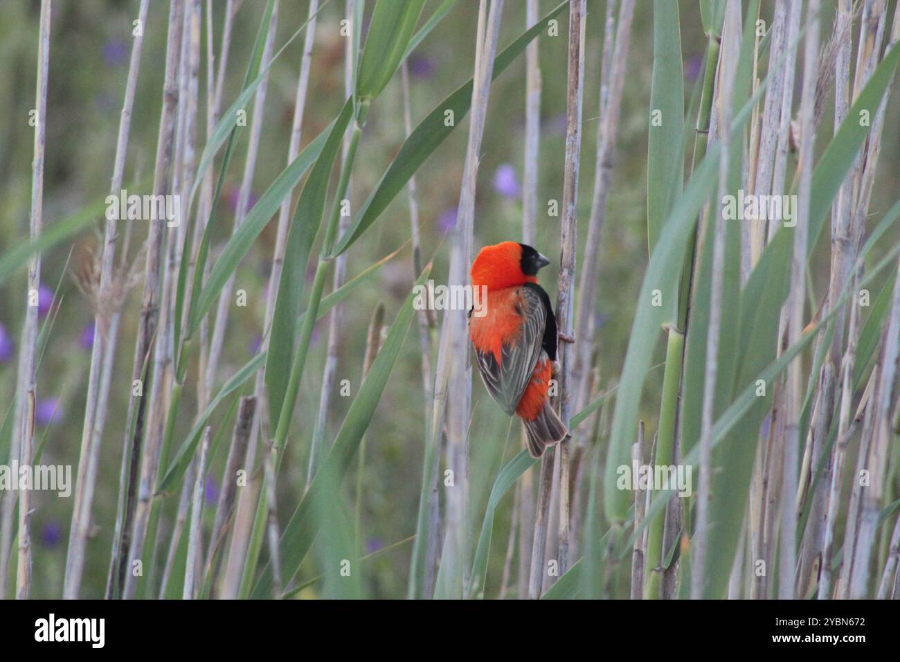 Southern Red Bishop (Euplectes orix) Aves Stock Photo - Alamy