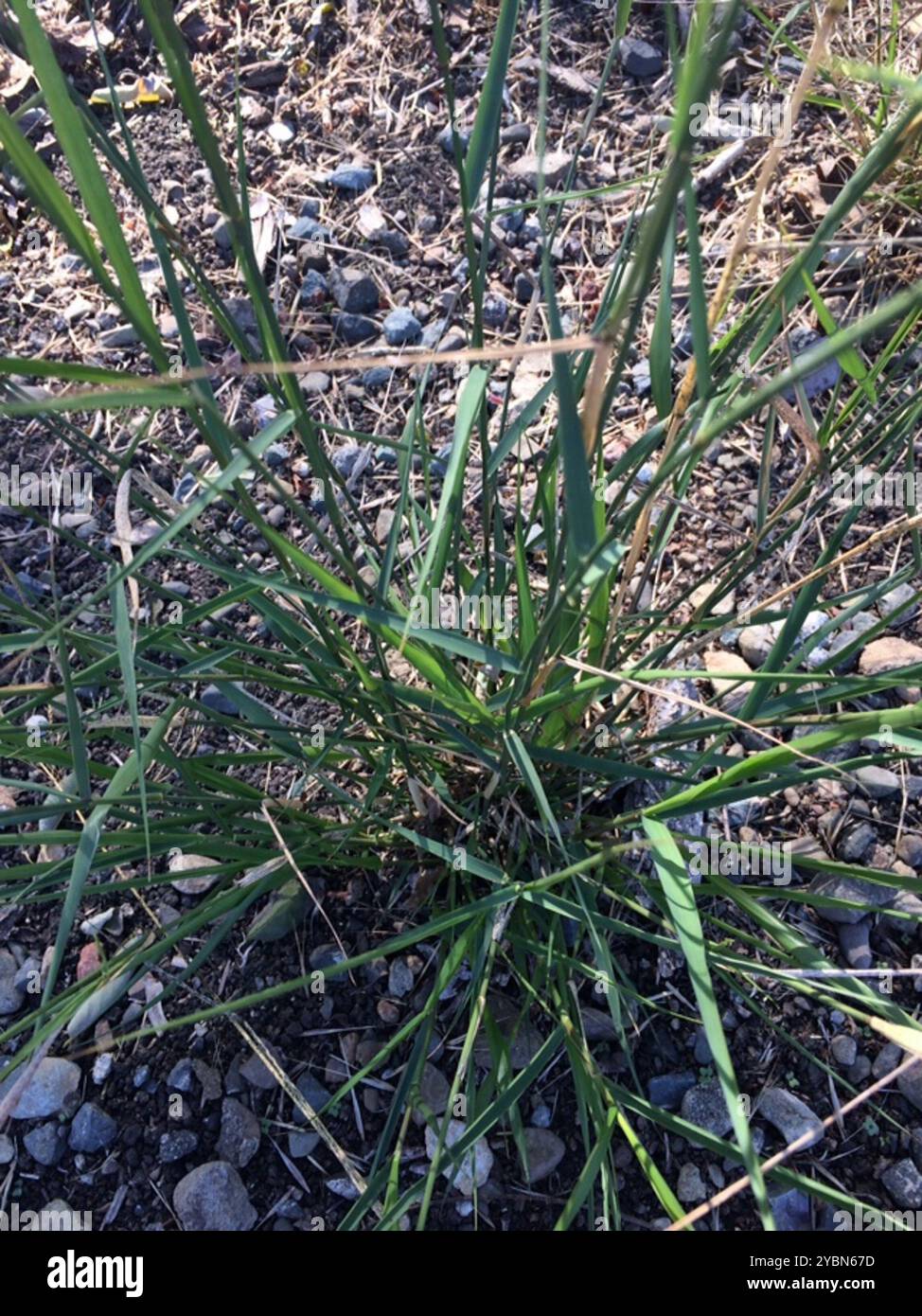 grasses (Poaceae) Plantae Stock Photo - Alamy