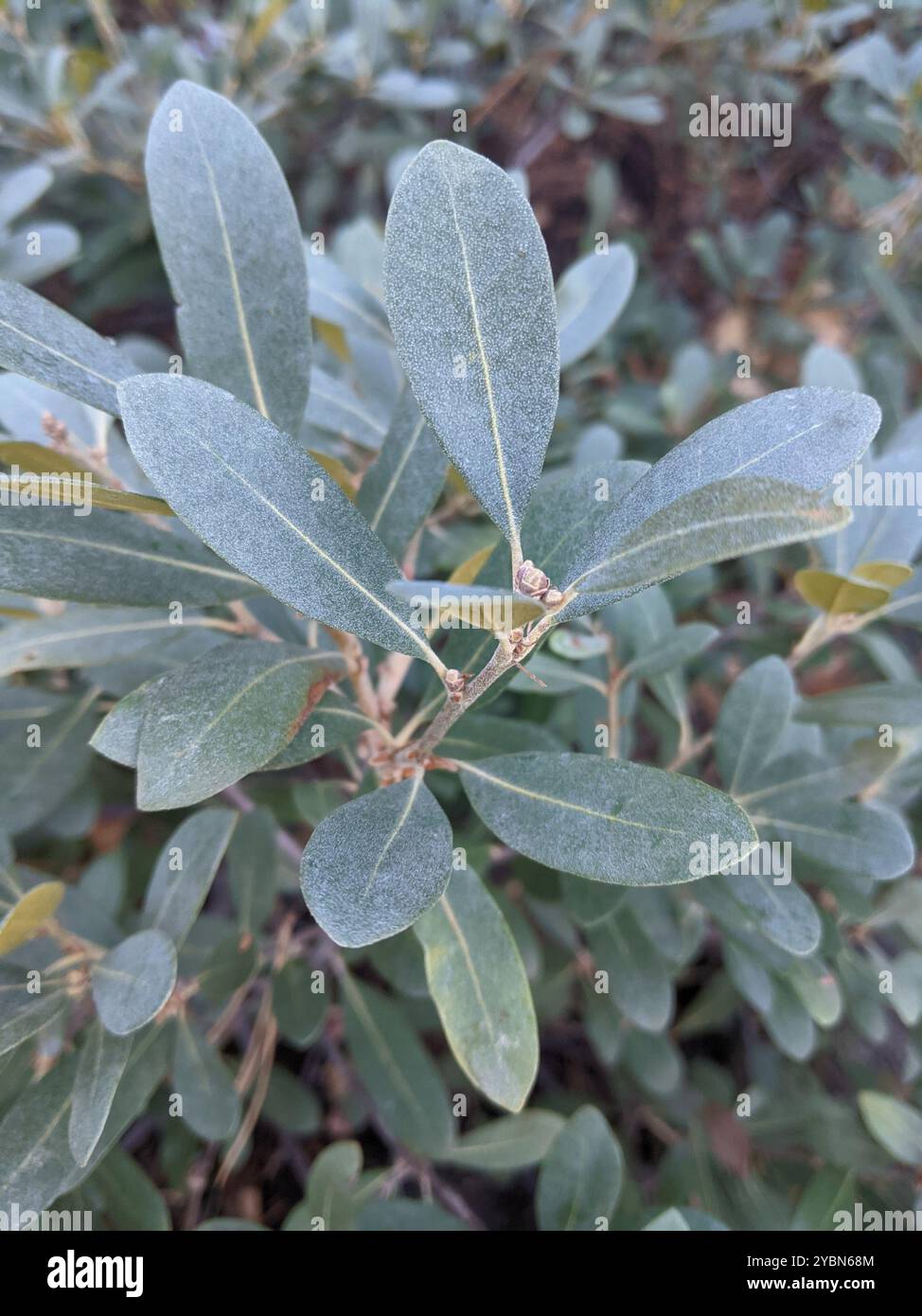 Chinquapin bush hi-res stock photography and images - Alamy