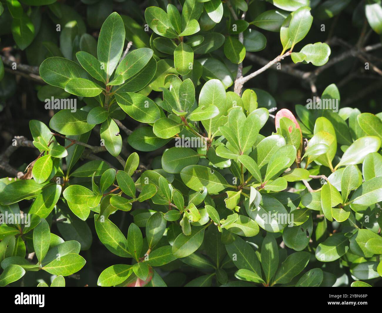 Sexton's Bride (Rhaphiolepis umbellata) Plantae Stock Photo - Alamy