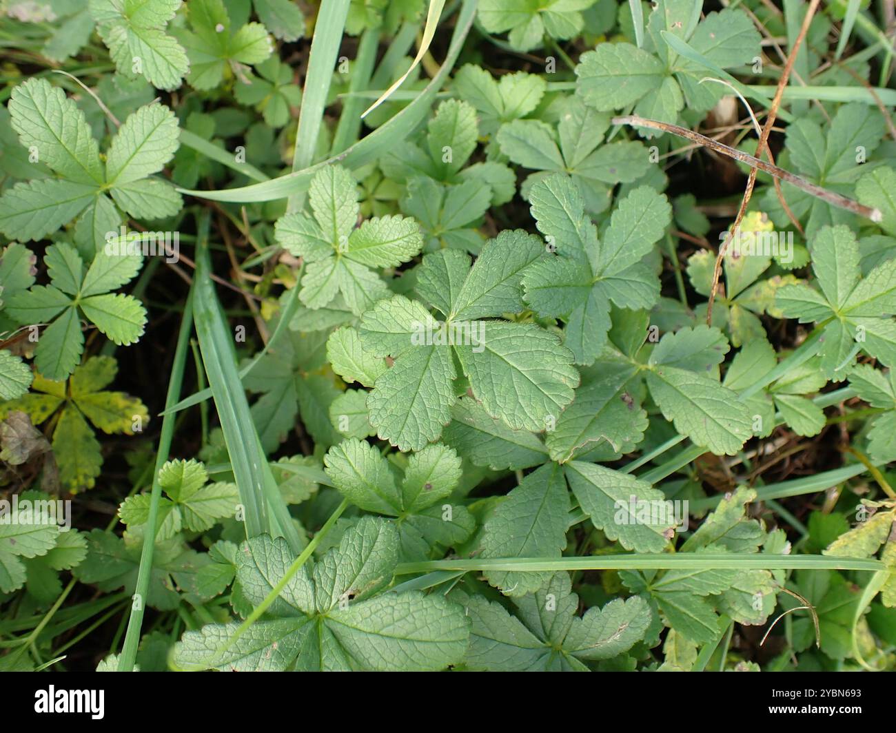 Creeping cinquefoil (Potentilla reptans) Plantae Stock Photo - Alamy