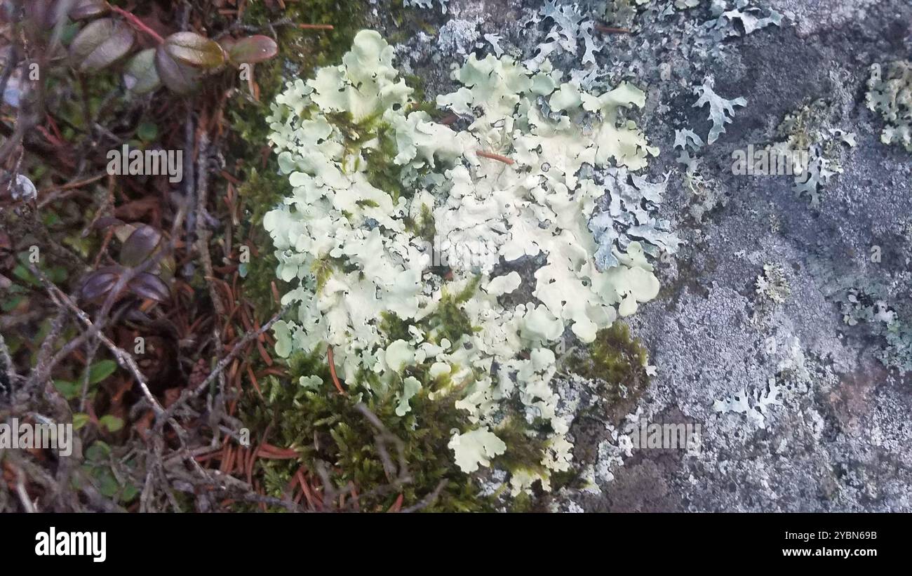 common greenshield lichen (Flavoparmelia caperata) Fungi Stock Photo ...