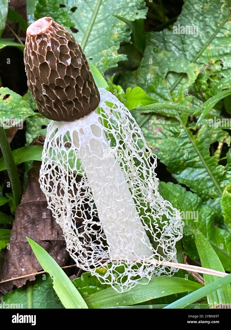 bridal veil stinkhorn (Phallus indusiatus) Fungi Stock Photo - Alamy