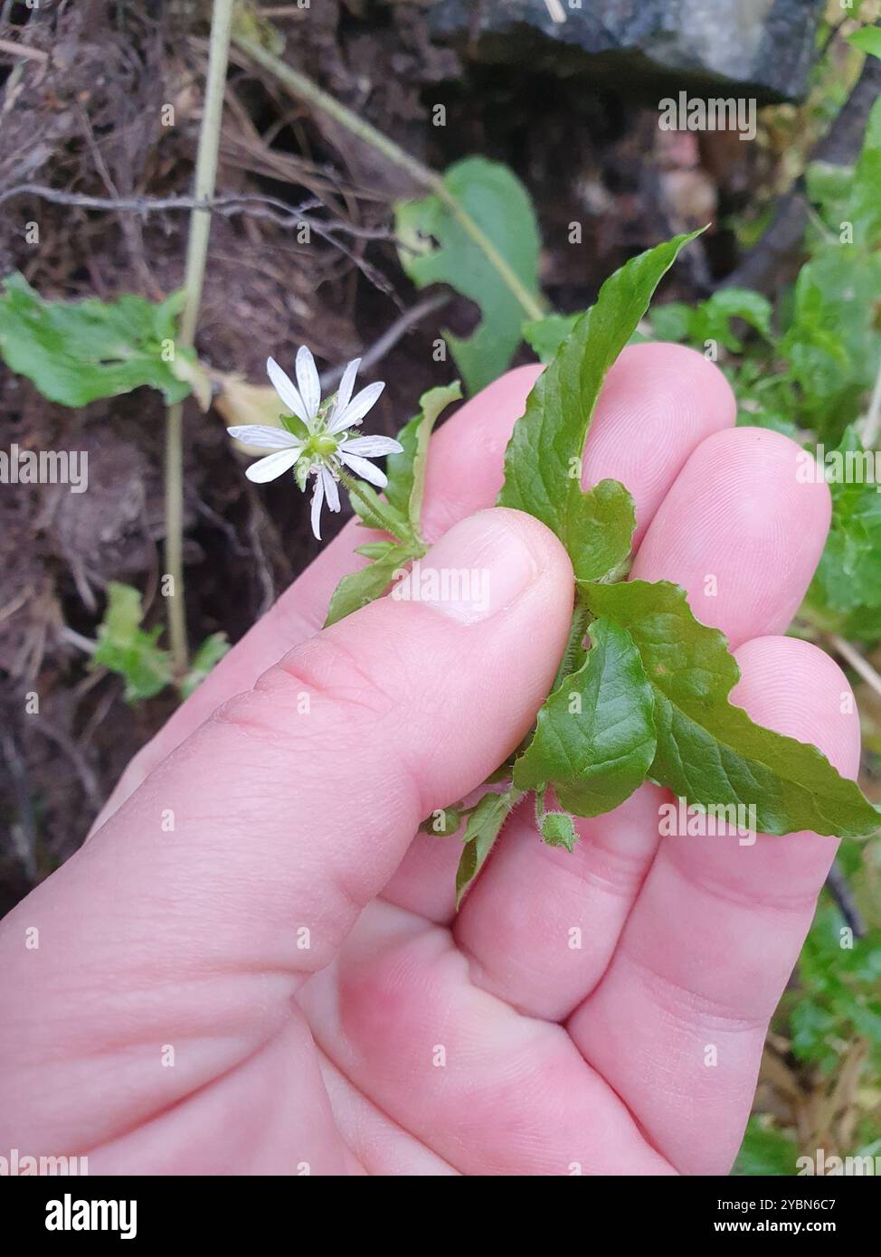 Water Chickweed (Stellaria aquatica) Plantae Stock Photo - Alamy