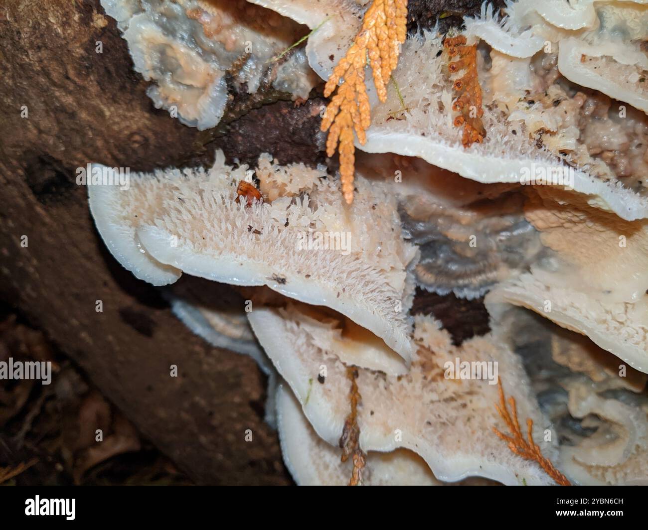 Trembling Crust (Merulius tremellosus) Fungi Stock Photo - Alamy