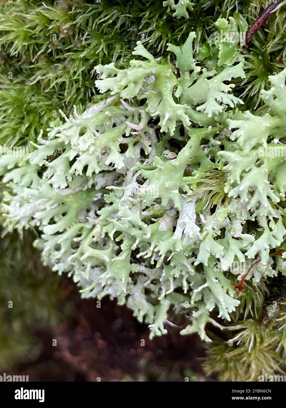 (Cladonia ceratophylla) Fungi Stock Photo - Alamy