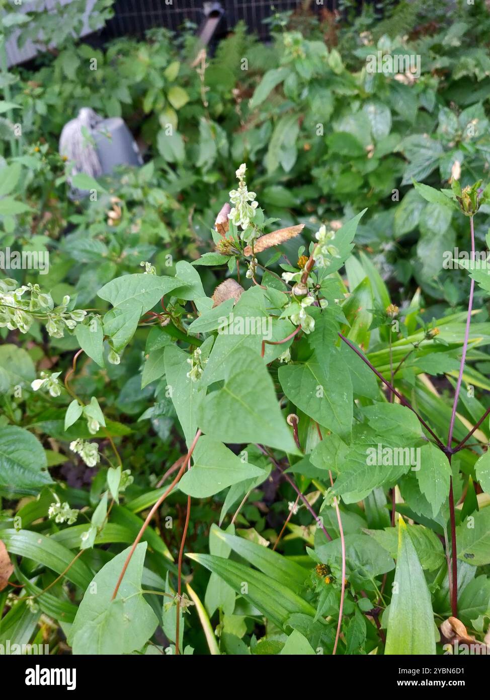 Copse-bindweed (Fallopia dumetorum) Plantae Stock Photo - Alamy