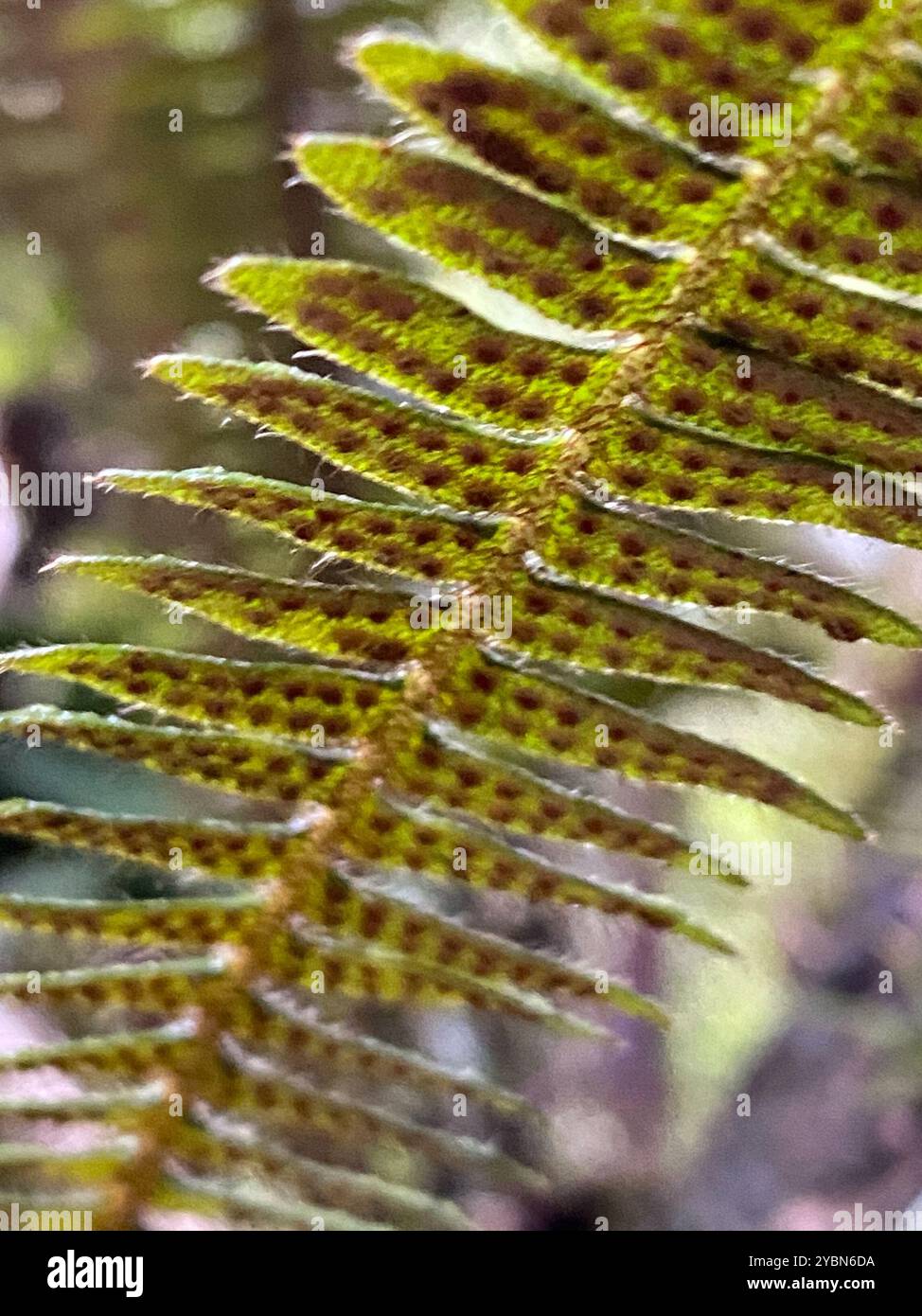 polypody family (Polypodiaceae) Plantae Stock Photo - Alamy