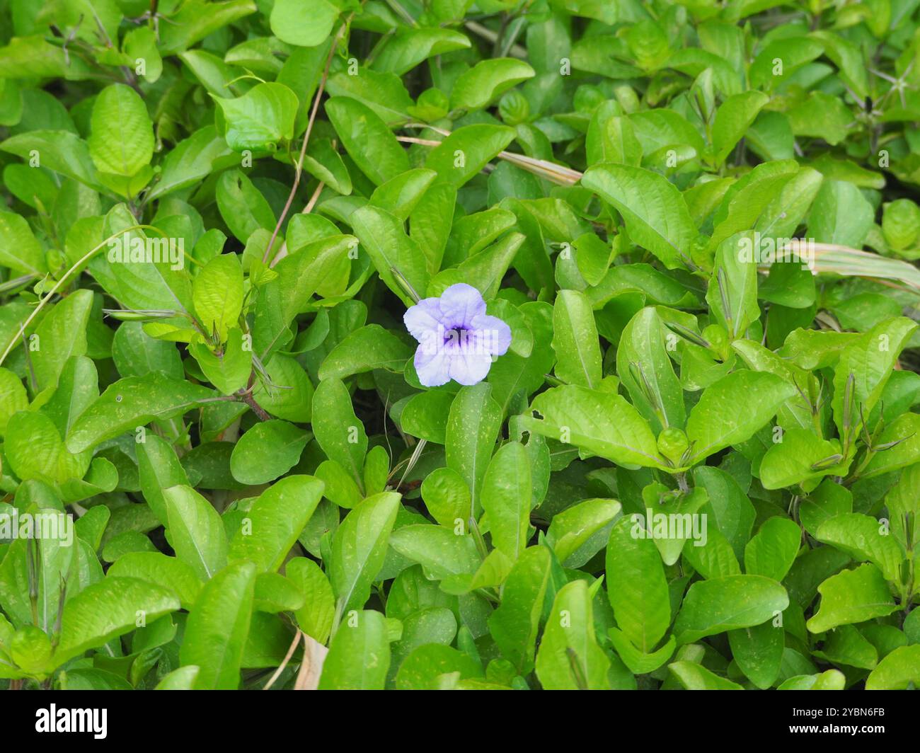 popping pod (Ruellia tuberosa) Plantae Stock Photo - Alamy