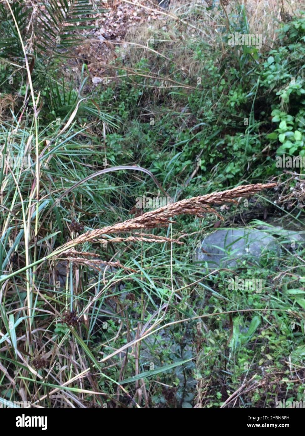 bluestems, lemon grasses, silvergrasses, and allies (Andropogoneae ...