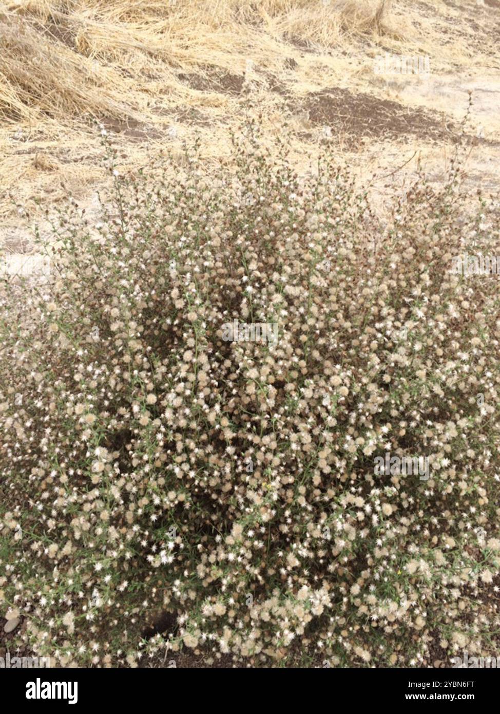 Stinkwort (Dittrichia graveolens) Plantae Stock Photo - Alamy