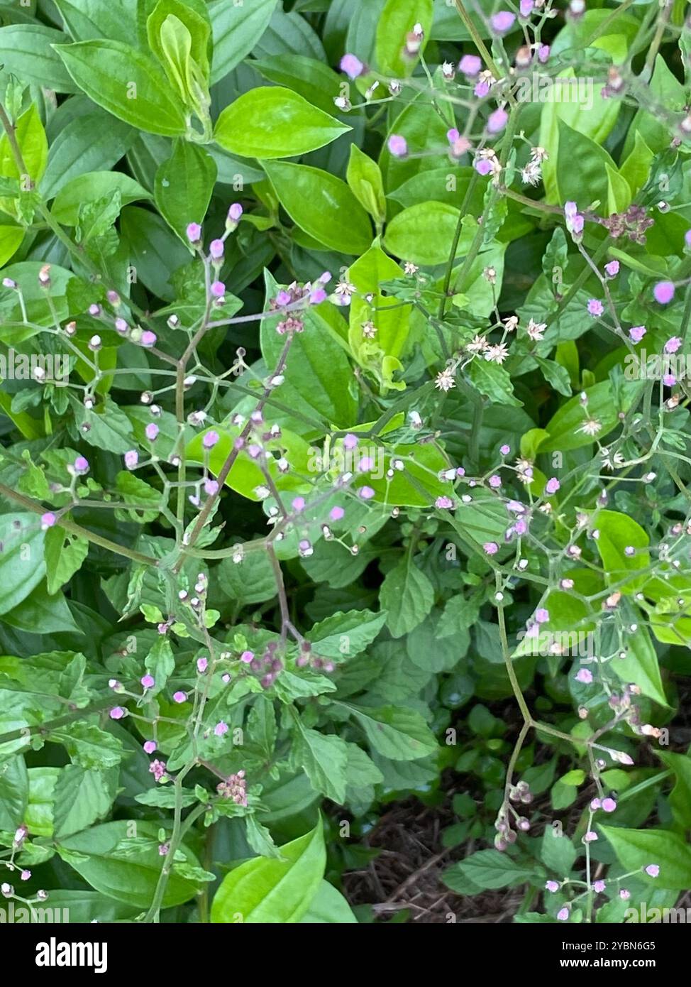 little ironweed (Cyanthillium cinereum) Plantae Stock Photo - Alamy