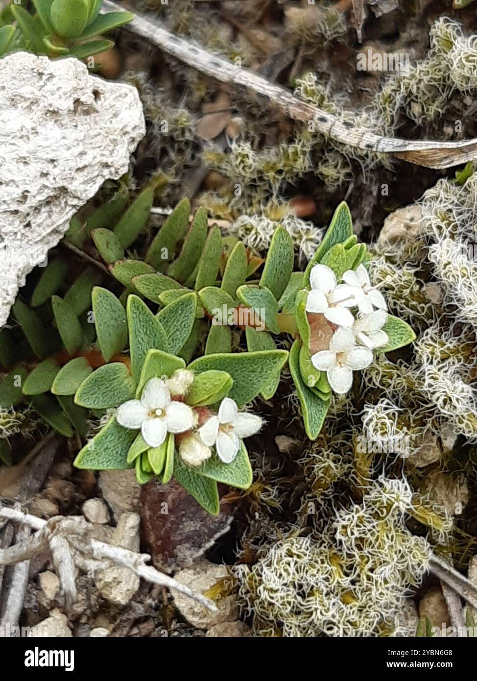 New Zealand Daphne (Pimelea prostrata) Plantae Stock Photo - Alamy