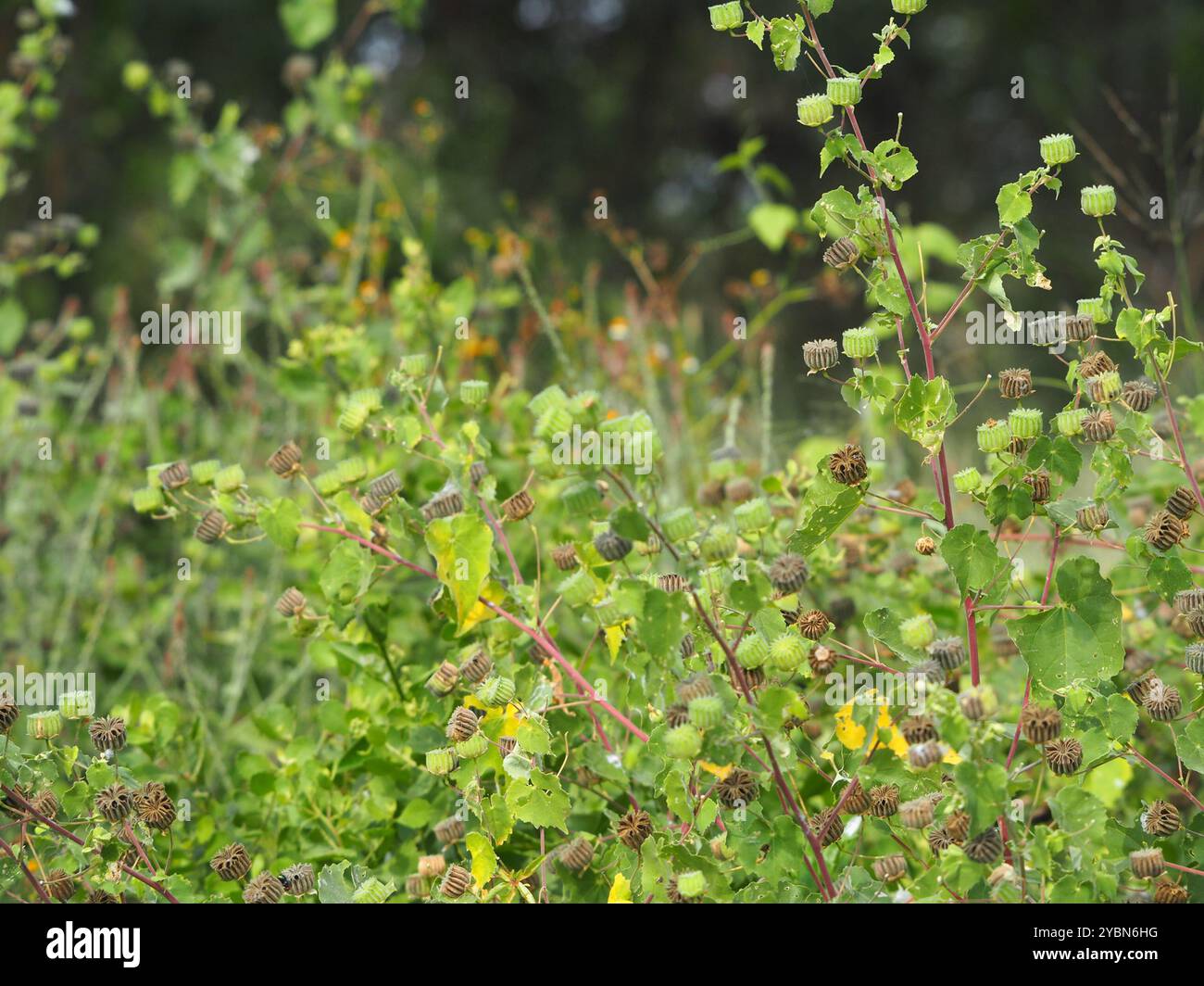 Indian Mallow (Abutilon indicum) Plantae Stock Photo - Alamy