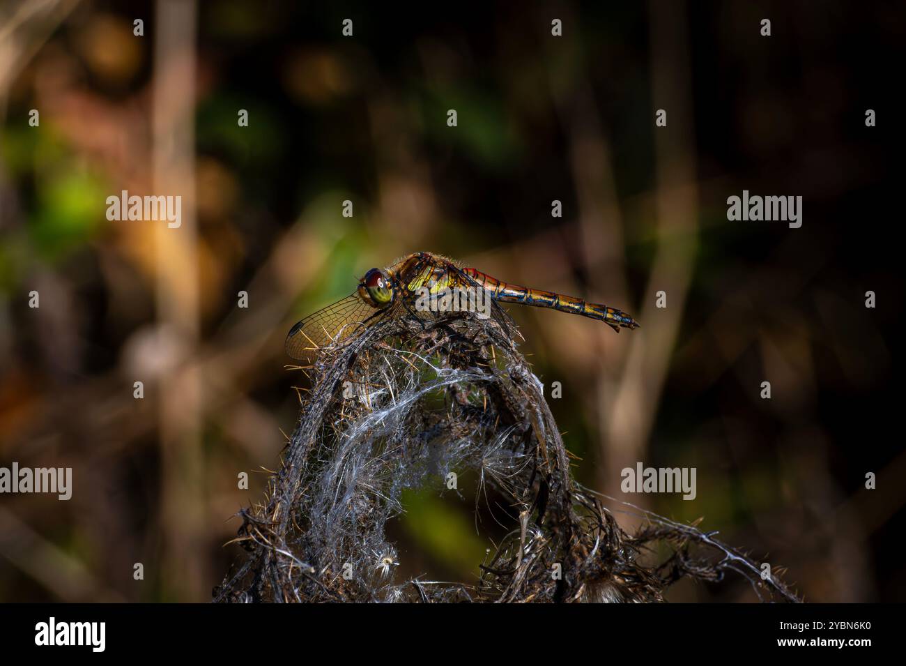 Dragonfly Tentsmuir Forest Scotland Stock Photo - Alamy