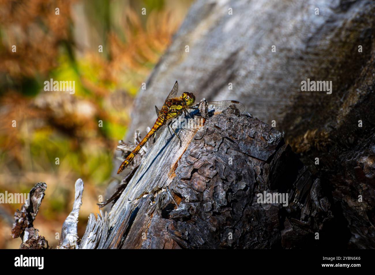 Dragonfly Tentsmuir Forest Scotland Stock Photo - Alamy