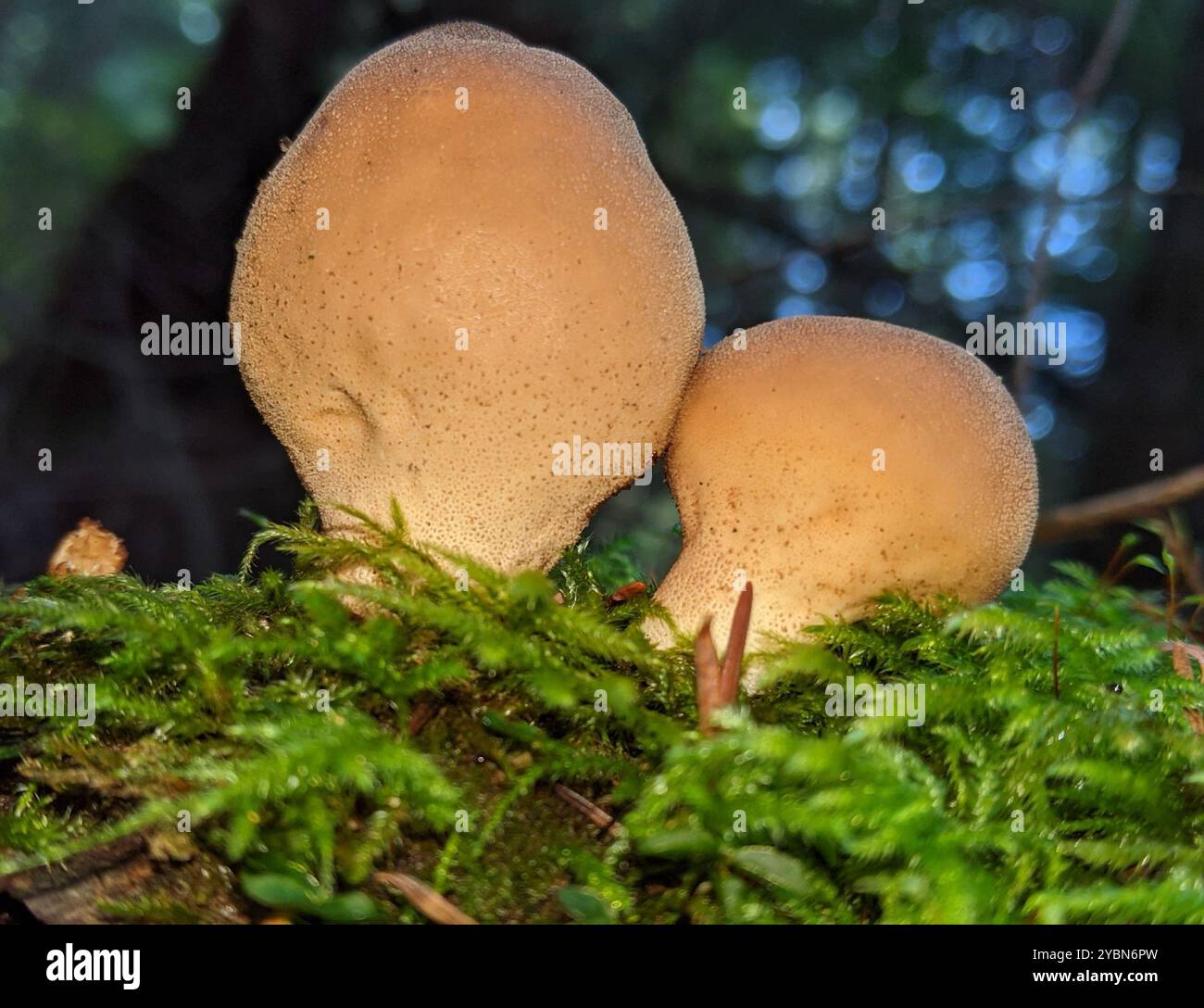 Pear-shaped Puffball (Apioperdon pyriforme) Fungi Stock Photo - Alamy