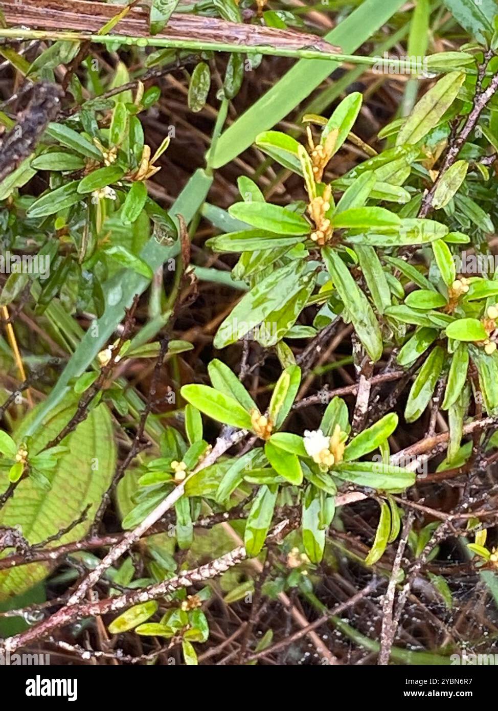 vascular plants (Tracheophyta) Plantae Stock Photo - Alamy
