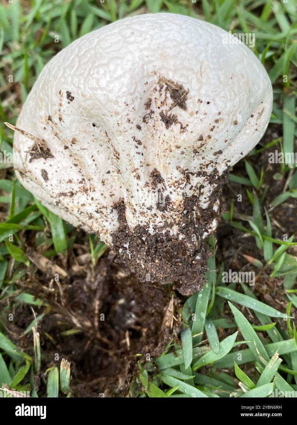 puffballs (Lycoperdaceae) Fungi Stock Photo - Alamy