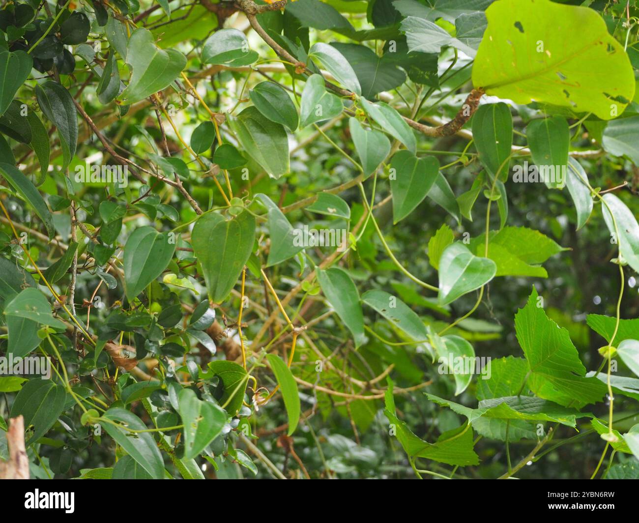 greenbriers (Smilax) Plantae Stock Photo - Alamy