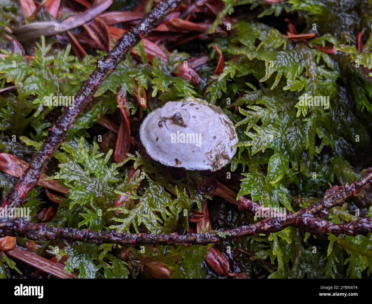 Ground and Ant-mimic Sac Spiders (Corinnidae) Arachnida Stock Photo - Alamy