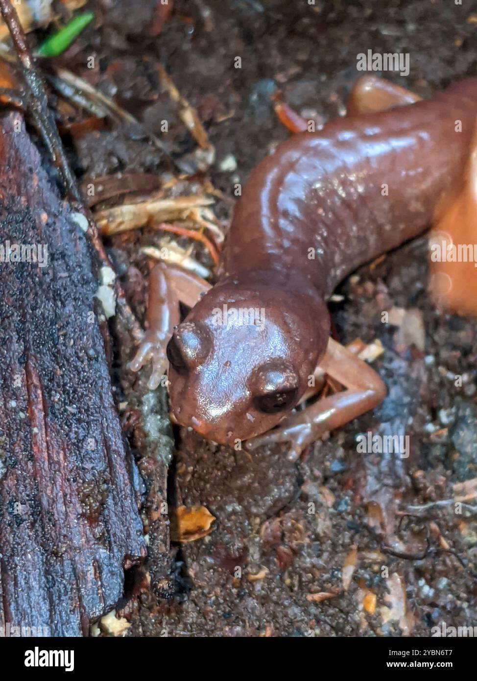 Ensatina (Ensatina eschscholtzii) Amphibia Stock Photo - Alamy