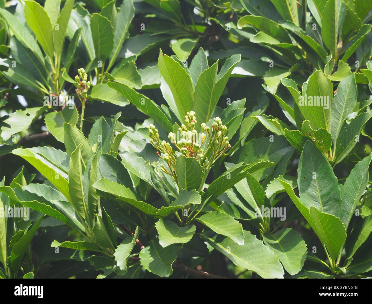 Bronze Loquat (Eriobotrya deflexa) Plantae Stock Photo - Alamy