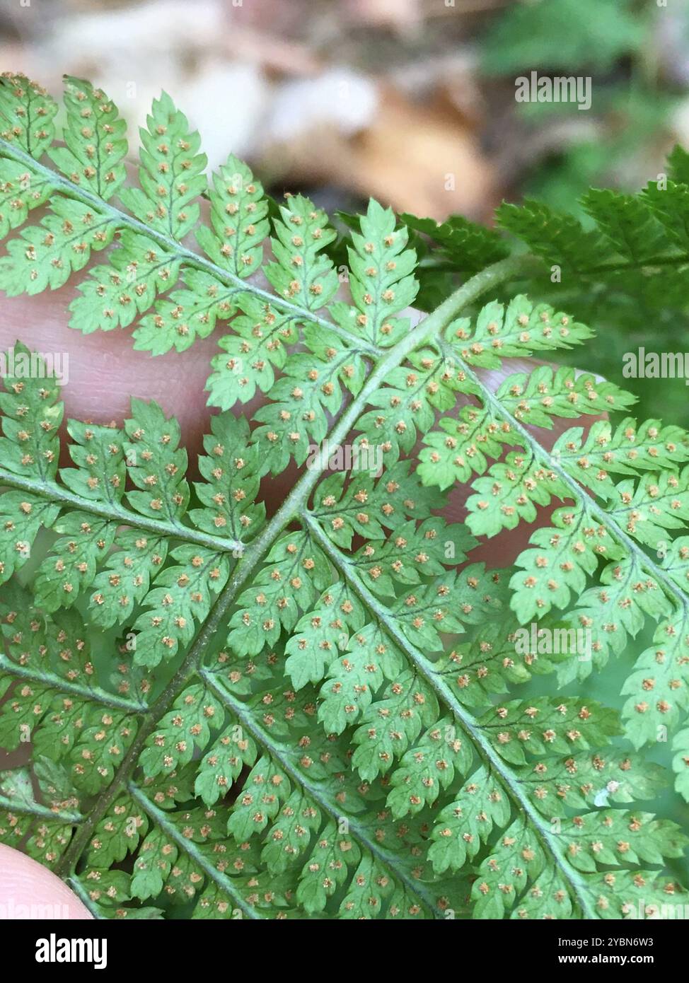 wood ferns (Dryopteris) Plantae Stock Photo - Alamy