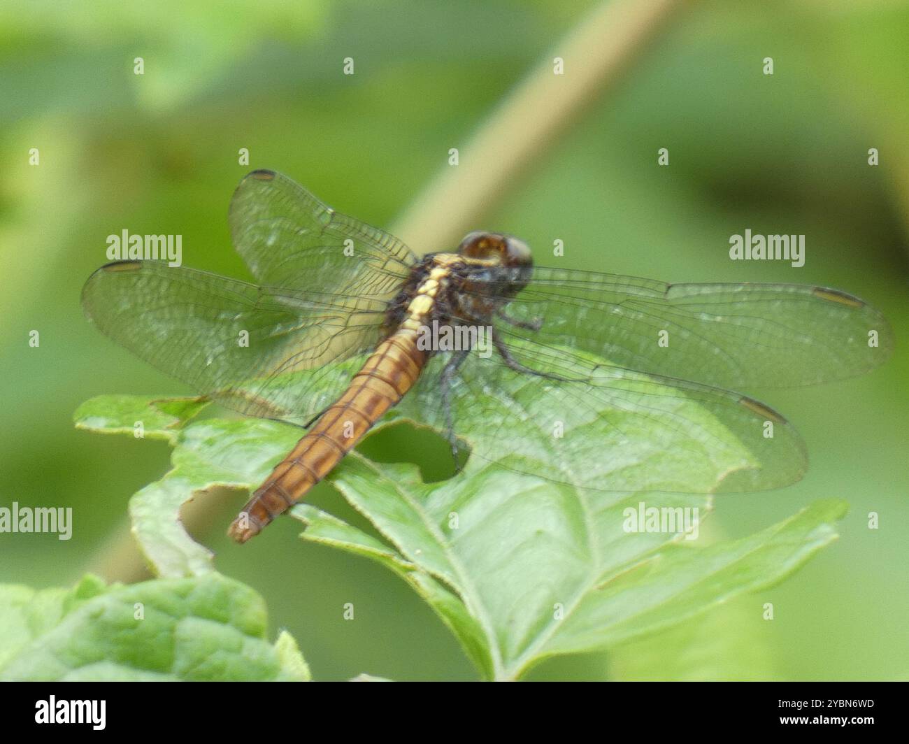 Flame-tailed Pondhawk (Erythemis peruviana) Insecta Stock Photo - Alamy