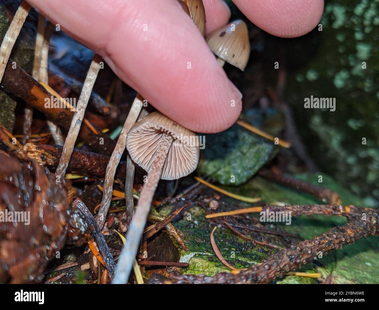 (Psilocybe pelliculosa) Fungi Stock Photo - Alamy