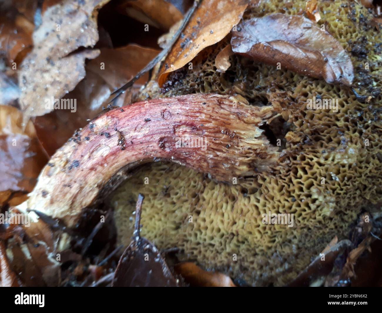 Red-cracking Bolete (Xerocomellus chrysenteron) Fungi Stock Photo - Alamy
