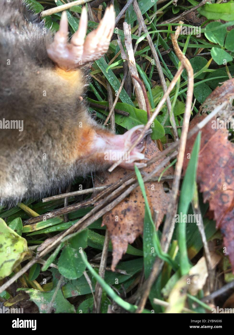 Star-nosed Mole (Condylura cristata) Mammalia Stock Photo - Alamy