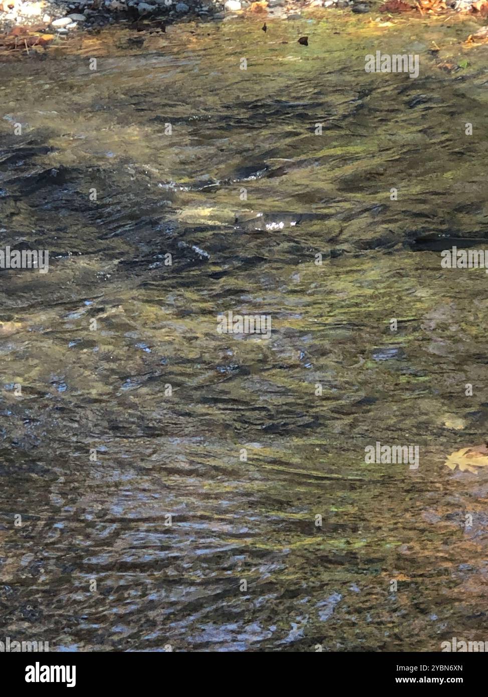 Pacific Salmons and Trouts (Oncorhynchus) Actinopterygii Stock Photo ...
