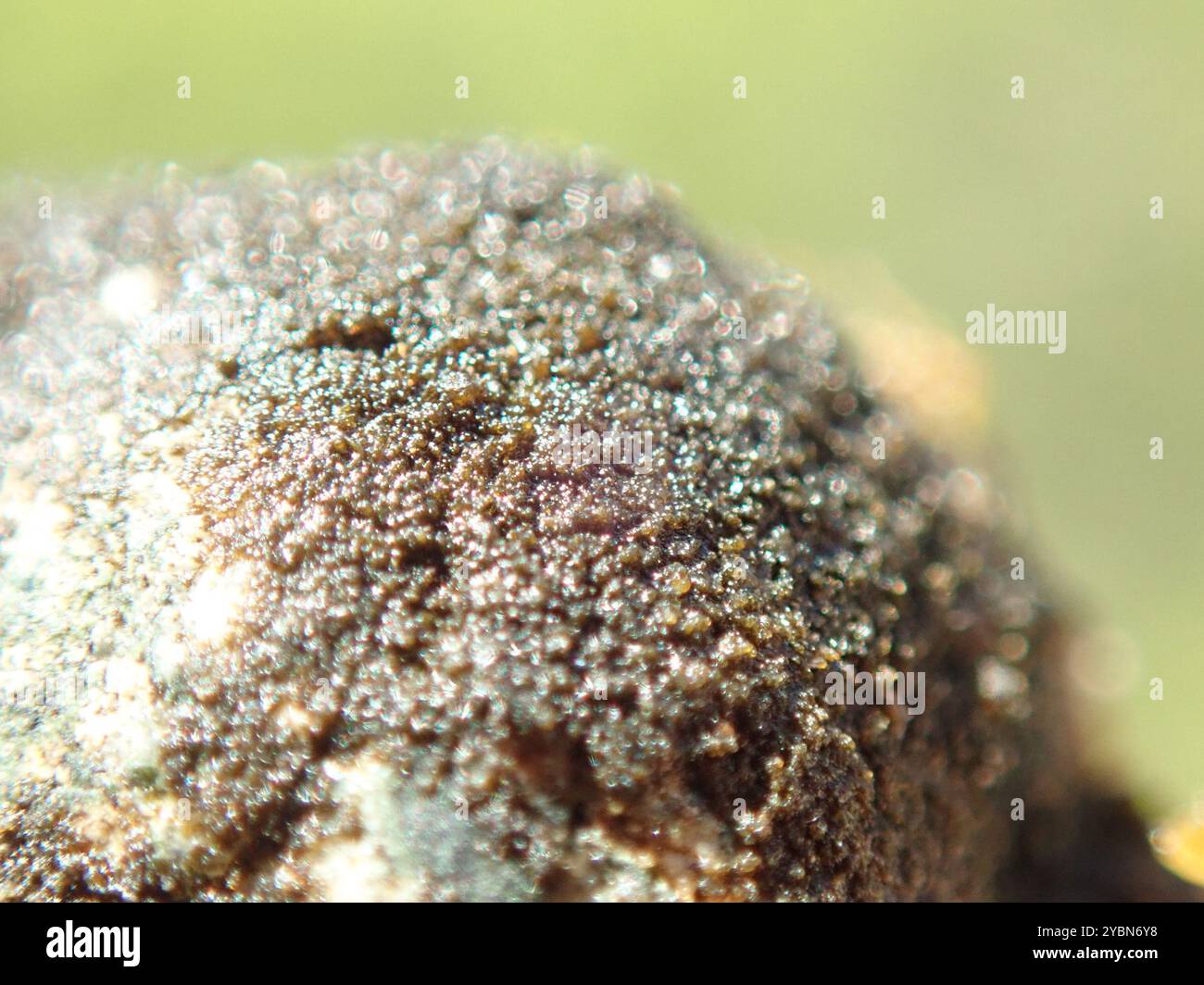 Ascomycete Fungi (Ascomycota) Fungi Stock Photo - Alamy