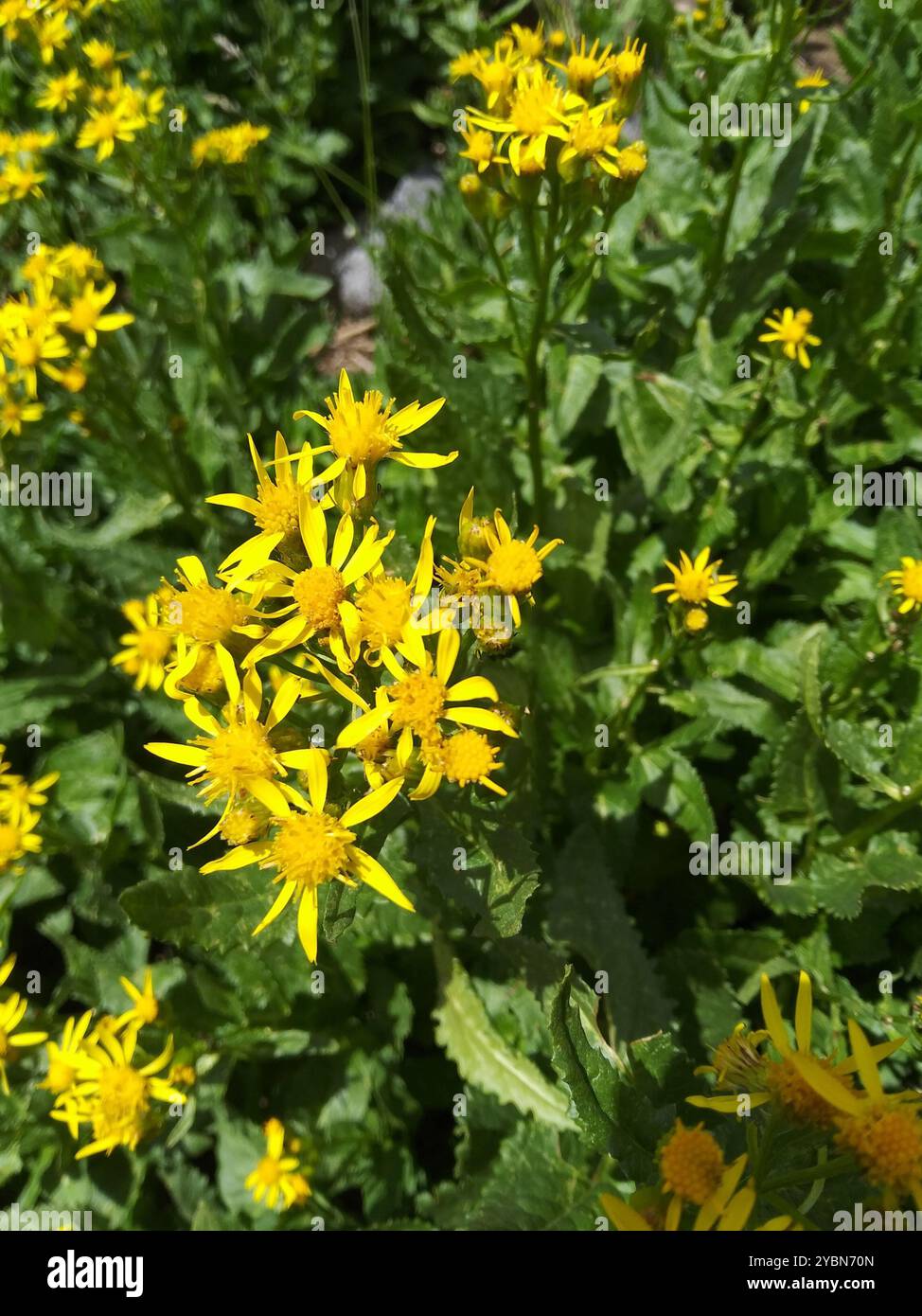 Arrowleaf Senecio (Senecio triangularis) Plantae Stock Photo - Alamy