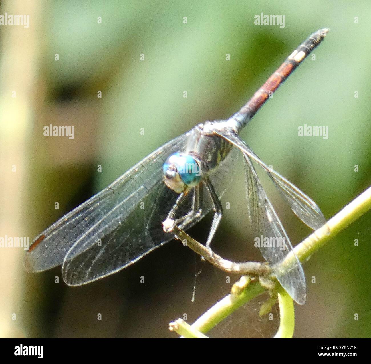 Black Dasher (Micrathyria atra) Insecta Stock Photo - Alamy