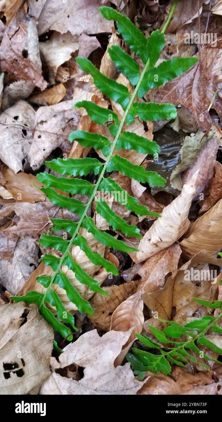 Christmas fern (Polystichum acrostichoides) Plantae Stock Photo - Alamy