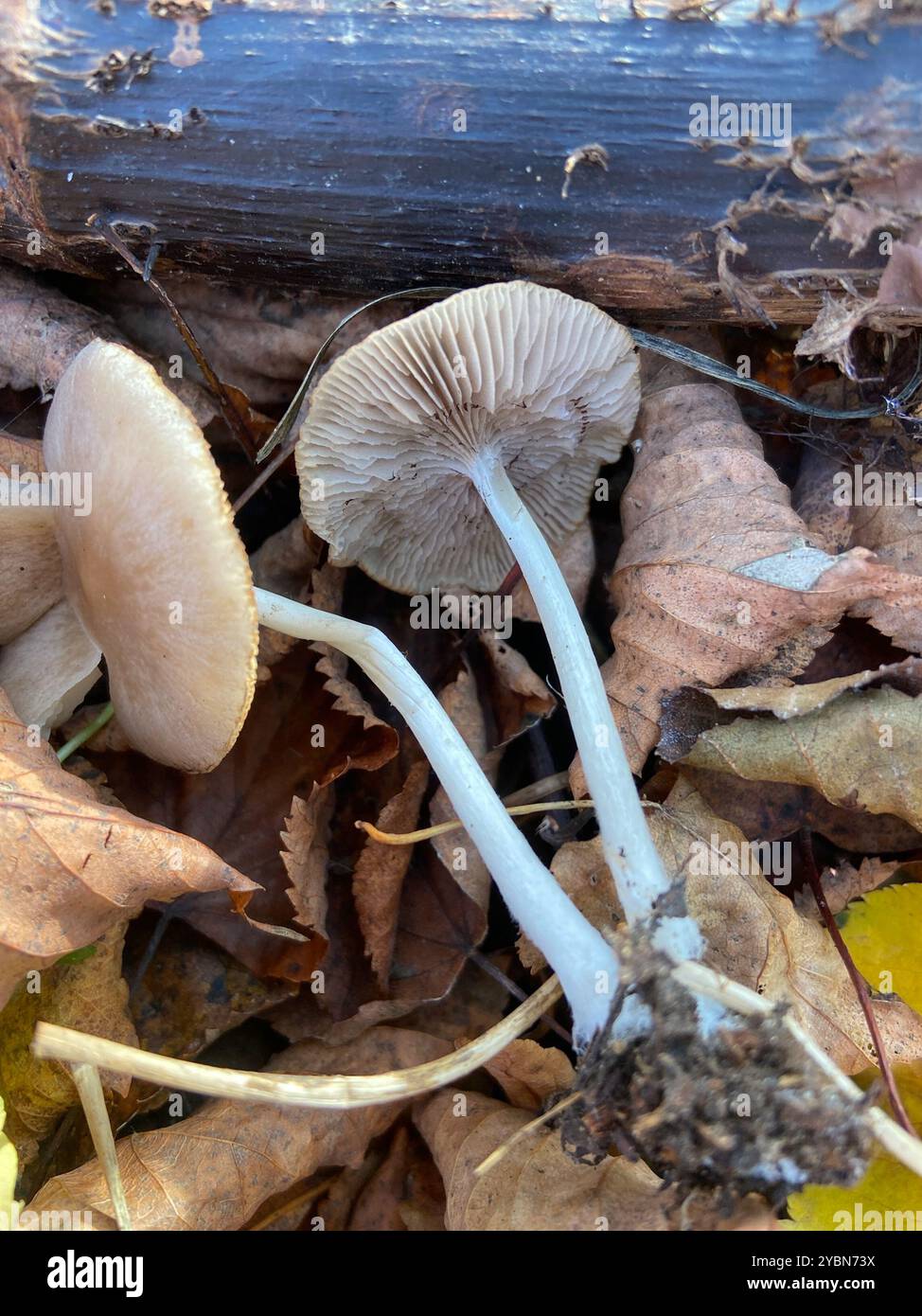 common bonnet (Mycena galericulata) Fungi Stock Photo - Alamy