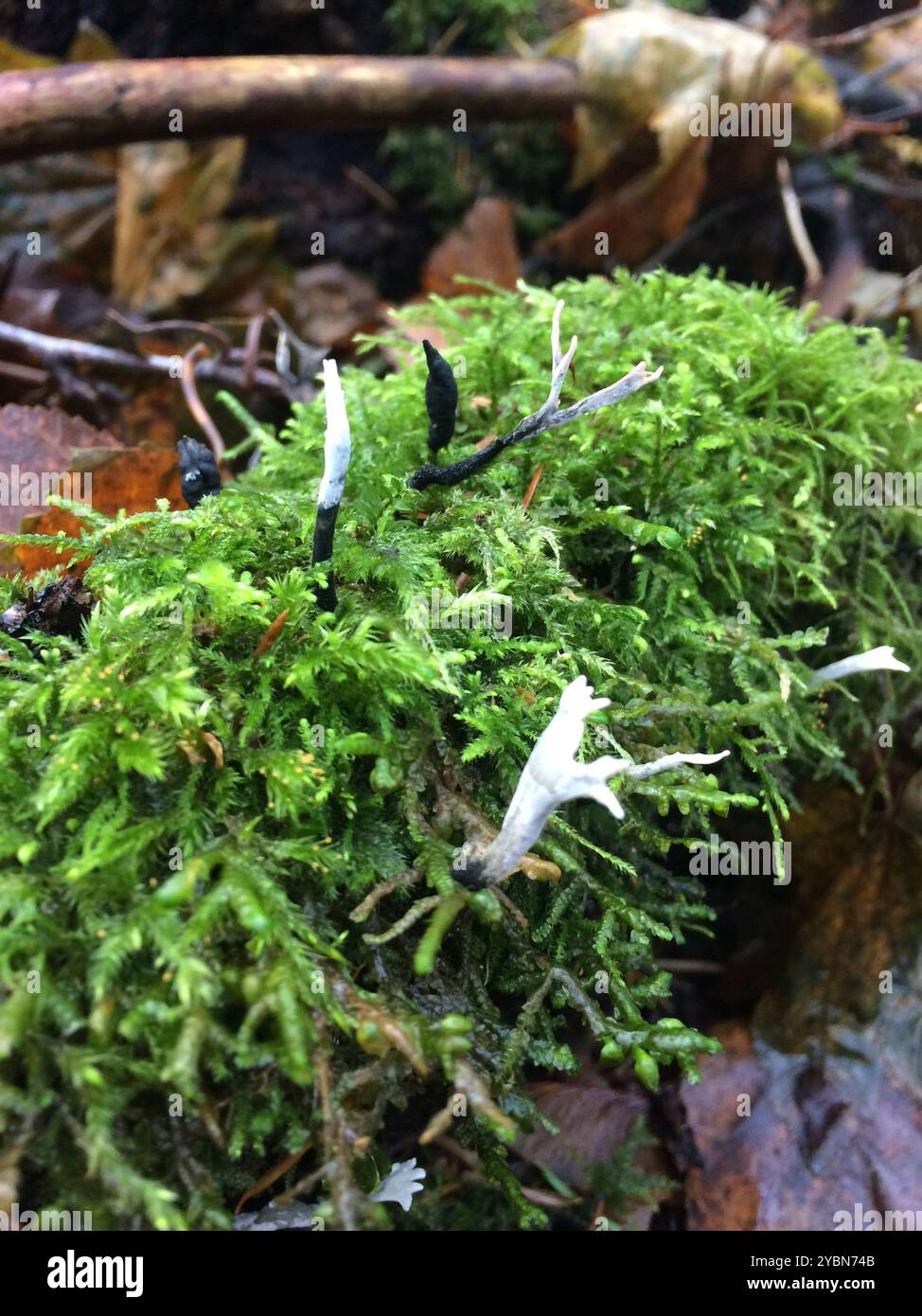 Candlesnuff Fungus (Xylaria hypoxylon) Fungi Stock Photo - Alamy