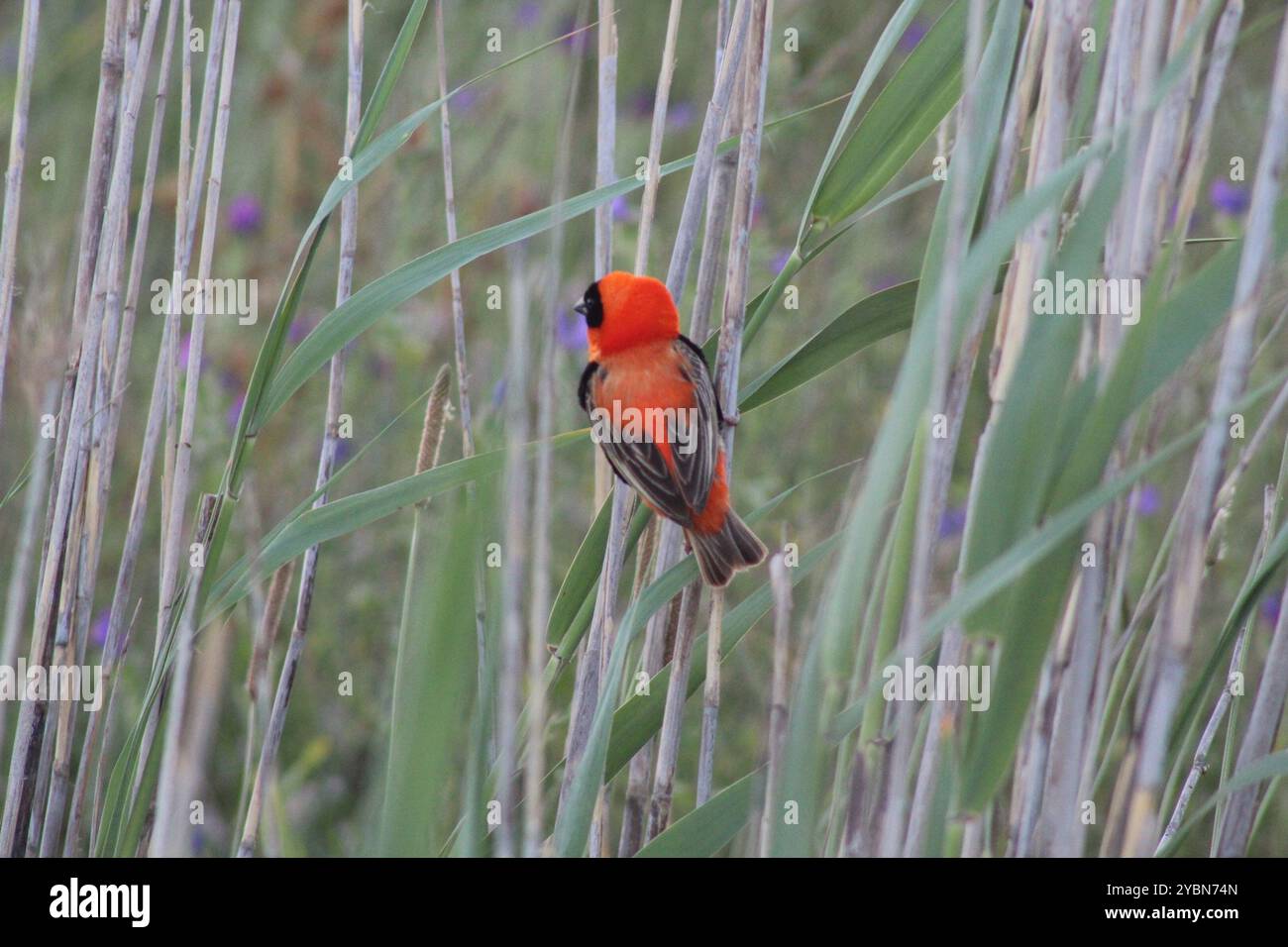 Southern Red Bishop (Euplectes orix) Aves Stock Photo - Alamy