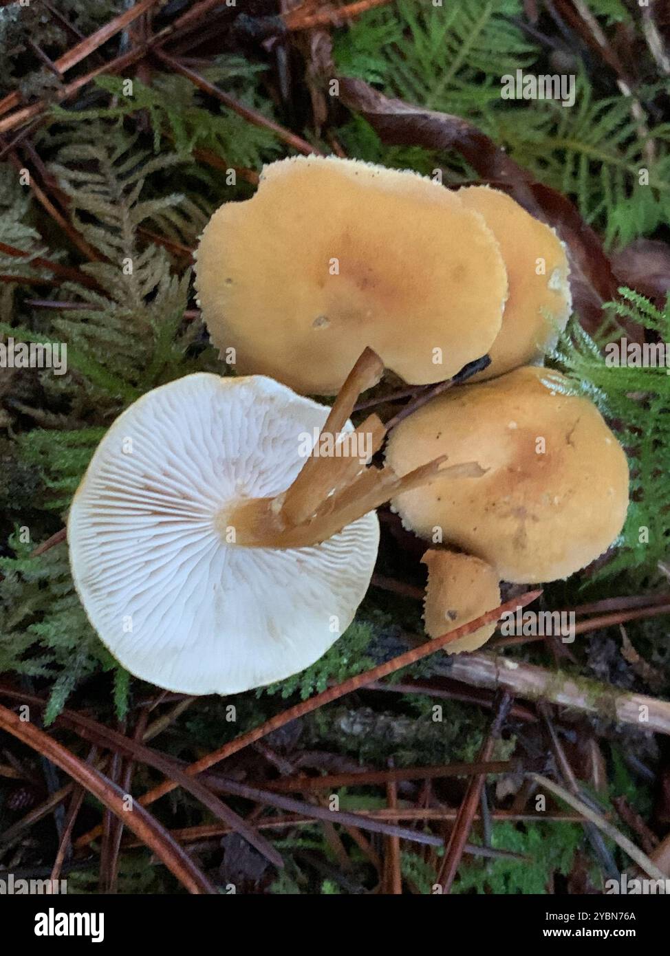 Earthy Powdercap (Cystoderma amianthinum) Fungi Stock Photo - Alamy
