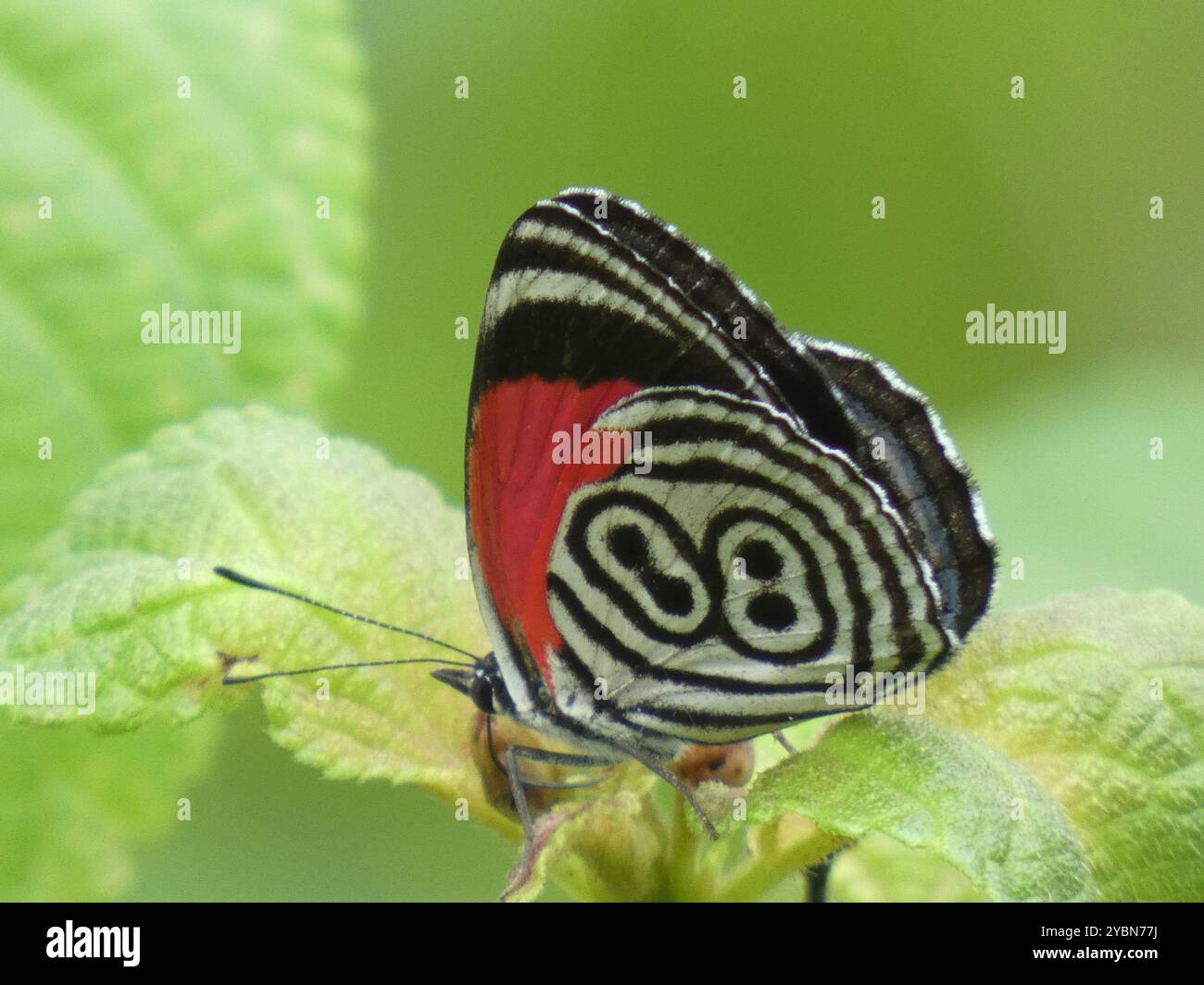 (Diaethria clymena janeira) Insecta Stock Photo - Alamy