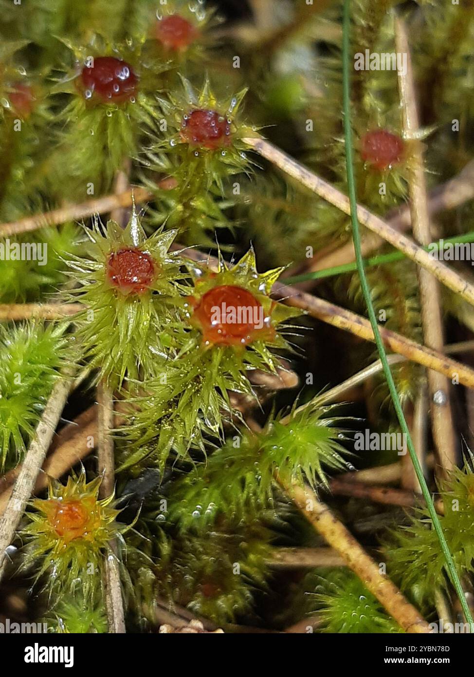 Breutelia pendula hi-res stock photography and images - Alamy