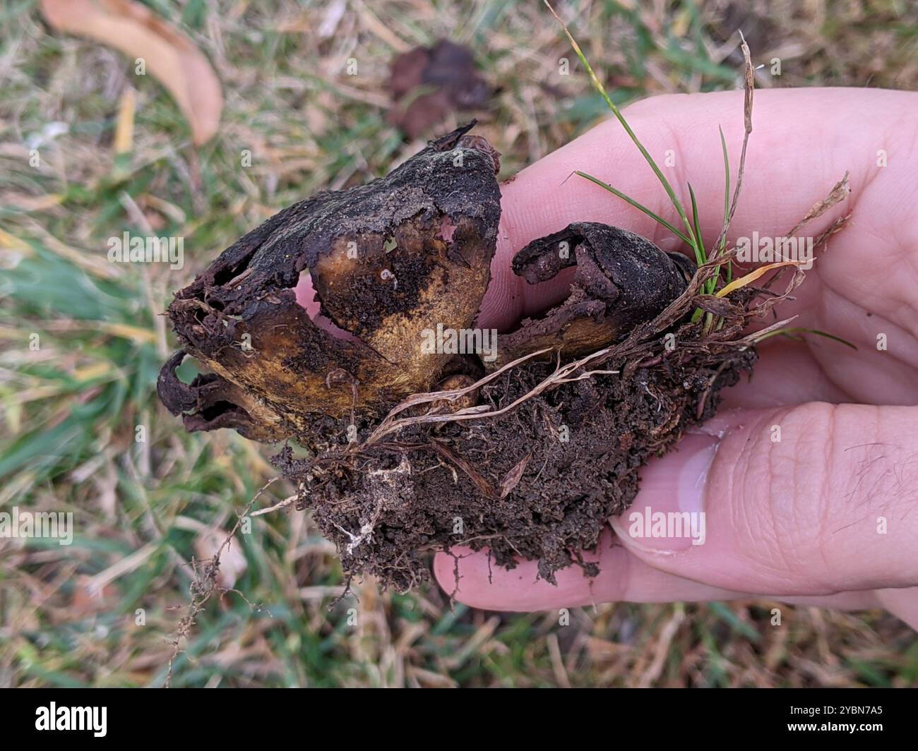 Purple-spored Puffball (Calvatia cyathiformis) Fungi Stock Photo - Alamy