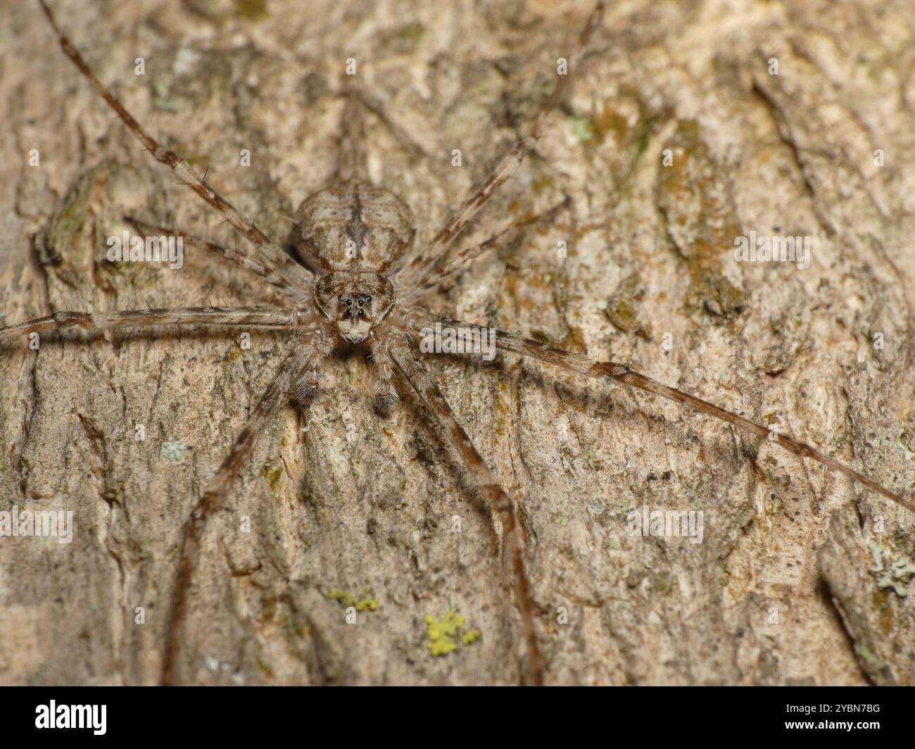 Common Long Spinnered Tree Spider (Hersilia sericea) Arachnida Stock ...