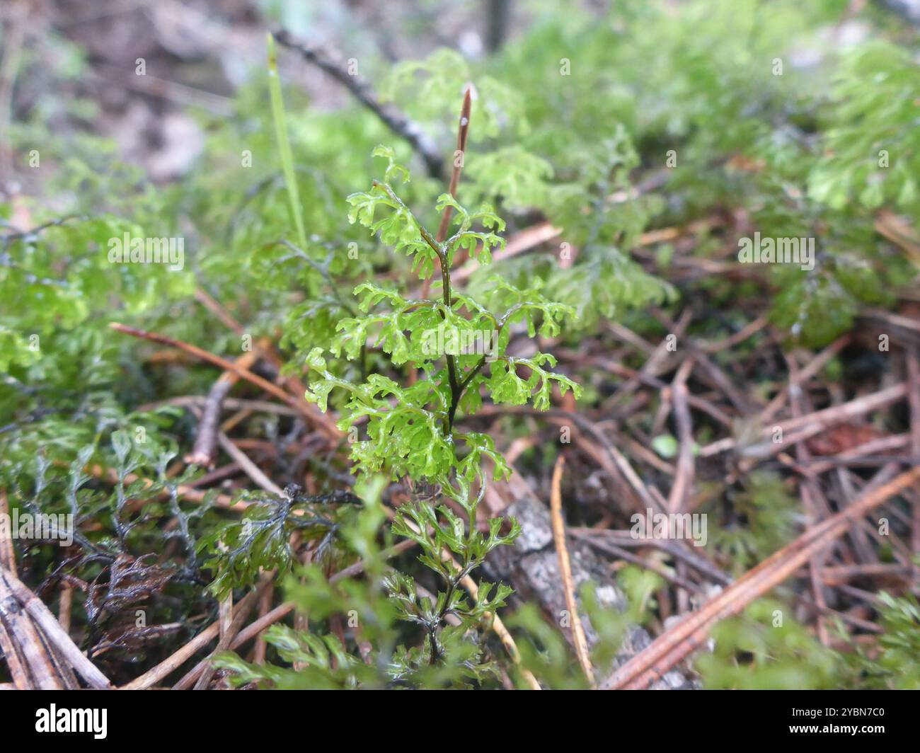 much-divided filmy fern (Hymenophyllum multifidum) Plantae Stock Photo ...