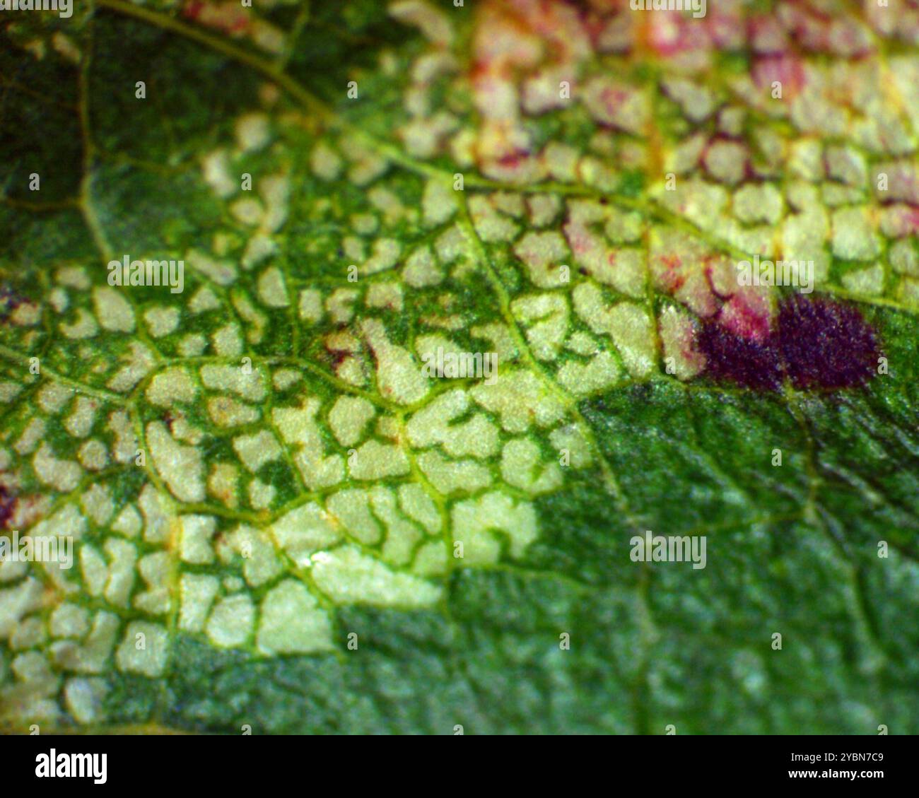 Leaf Blotch Miner Moths (Gracillariidae) Insecta Stock Photo - Alamy